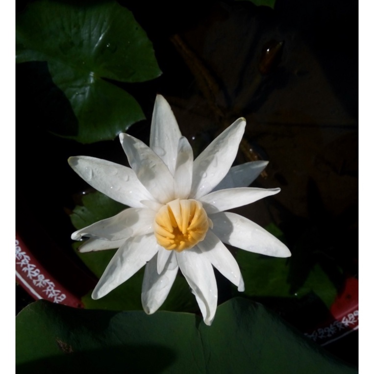 Jual Tanaman Bunga Teratai Bibit Tanaman Hias Teratai Tanaman Air