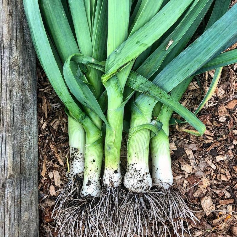 Jual Benih American Leek (Bawang Daun) | Shopee Indonesia
