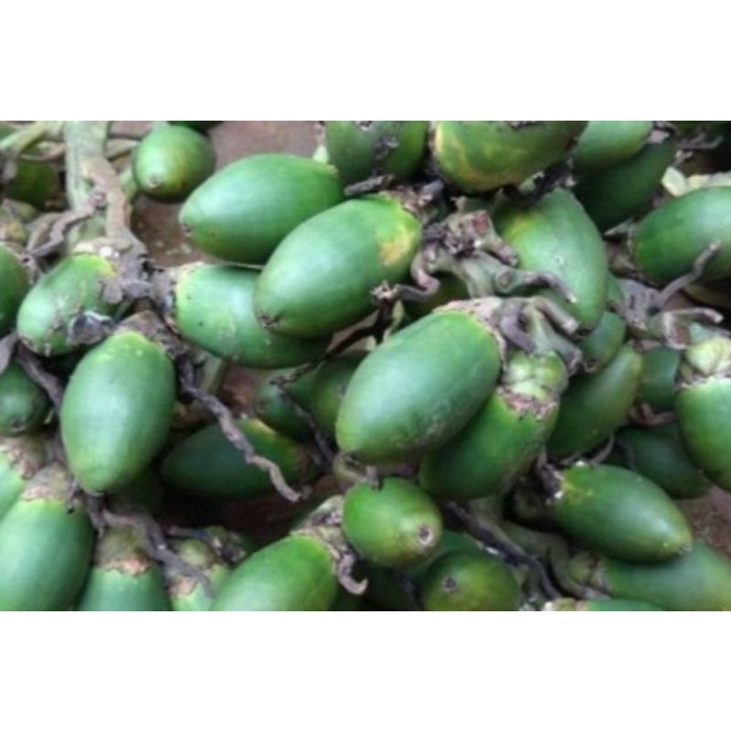 Jual BUAH PINANG MUDA SEGAR | JAMBE (1kg) | Shopee Indonesia