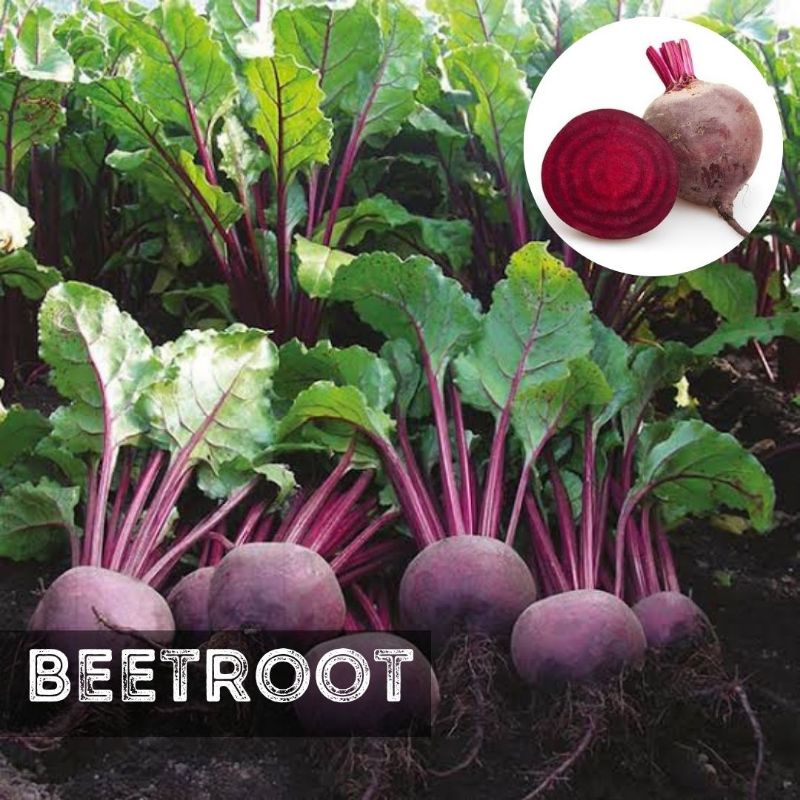 Jual Benih BEET (isi-7) Bit Merah Beetroot Biji Sayur | Shopee Indonesia