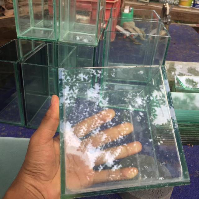 Jual Soliter cupang 15x8x15 soliter ikan cupang soliter selfie daun ...