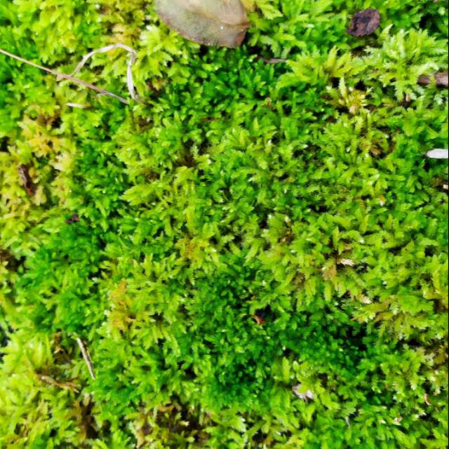 Jual moss / Lumut 1 kg | Shopee Indonesia