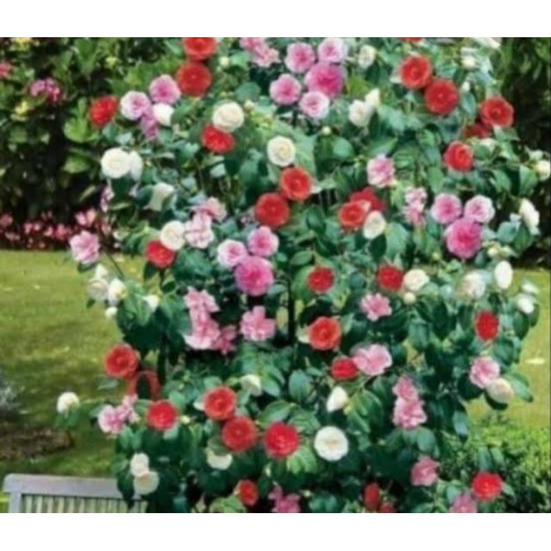 Jual bibit bunga camelia (WISATA FLORA) | Shopee Indonesia