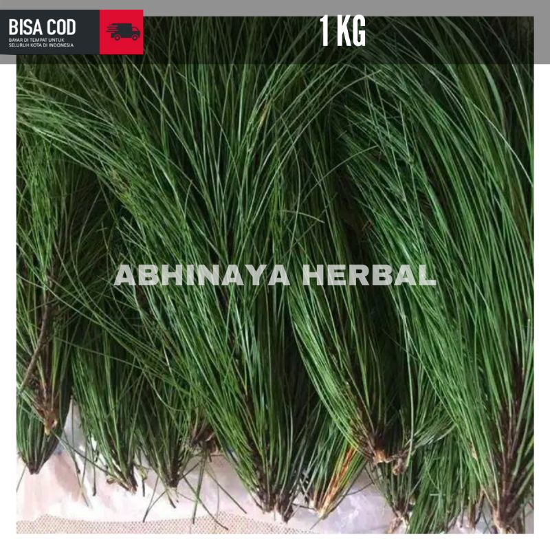 Jual DAUN PINUS SEGAR - DAUN PINUS LANGSUNG PETIK 1kg | Shopee Indonesia