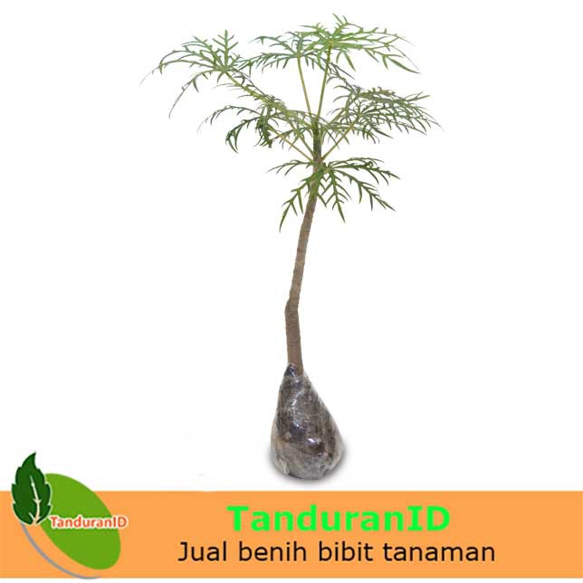 Jual Tanaman Obat Jarak Tintir ( yodium ) | Shopee Indonesia