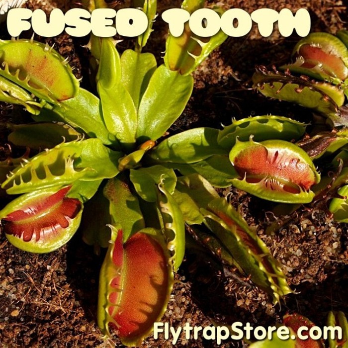 Jual Tanaman karnivora Venus FlyTrap Fused Tooth Traps (Tanaman hidup ...