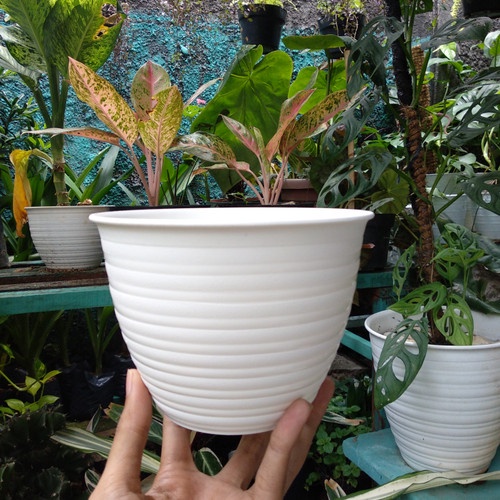 Jual pot bunga tanaman hanny bening transparan model tawon | Shopee ...