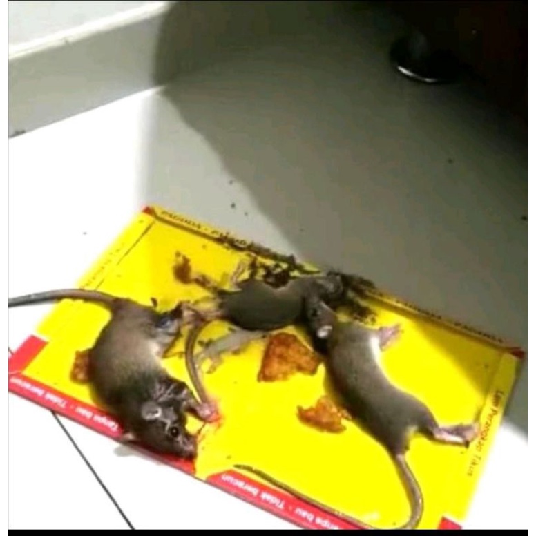 Jual Lem Tikus Perangkap Papan Elepant Super Lengket dan Grosir ...