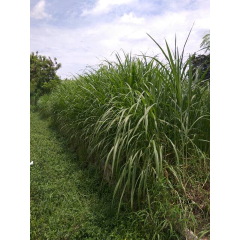 Jual Seed Center Bibit Benih Rumput Mombaca Benggala (5 Seeds) | Shopee ...