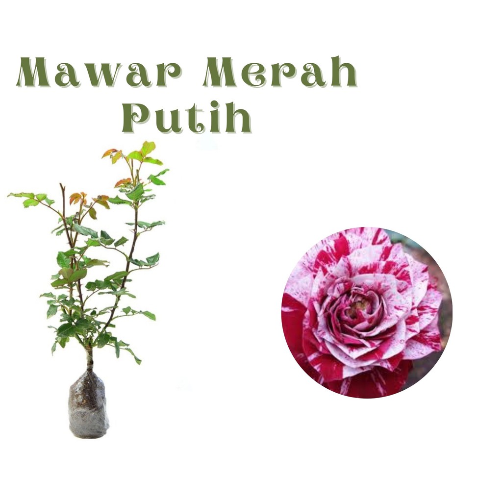 Jual Tanaman Hias Mawar Batik Merah Putih | Shopee Indonesia