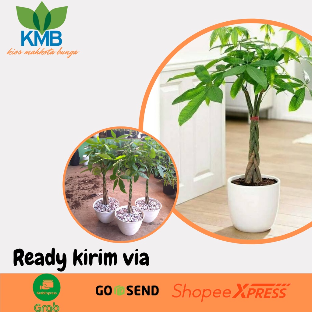 Jual Tanaman Pachira Money Tree- Tanaman Hias Pacira / Pohon Pacira ...