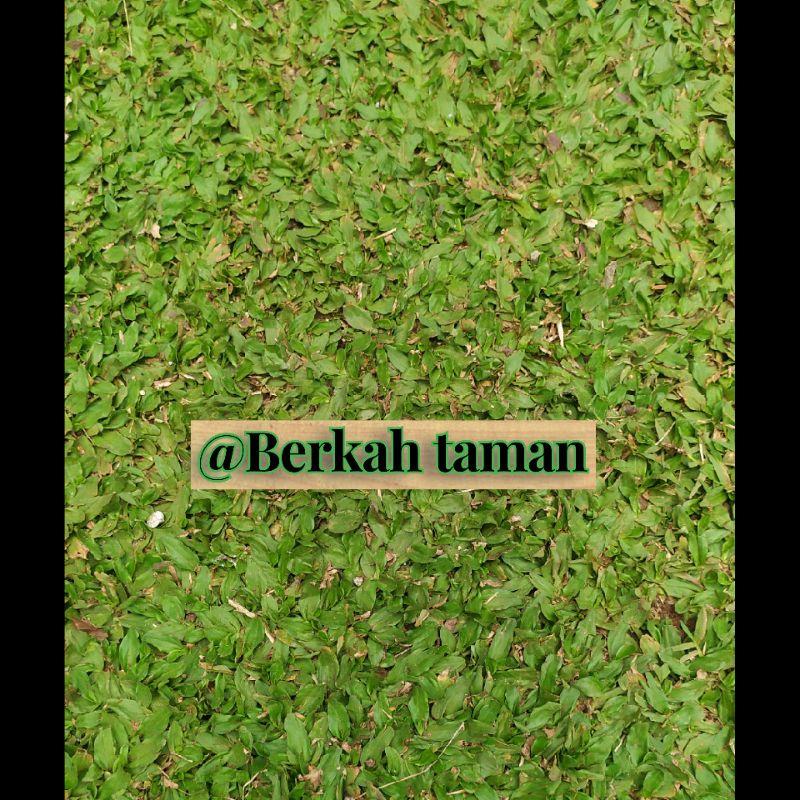 Jual rumput gajah mini/rumput peking(50x50) /rumput bersih dari tanah ...