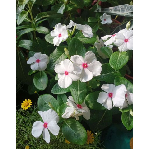 Jual bunga tapak dara/vinca putih titik merah murah | Shopee Indonesia