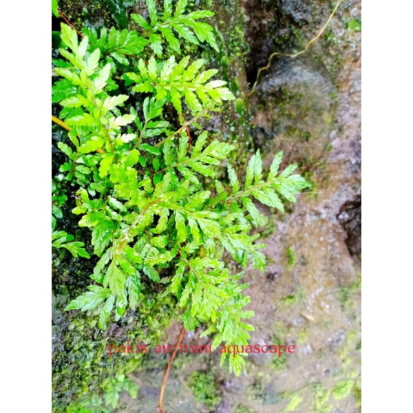 Jual tanaman pakis Aquascape | Shopee Indonesia