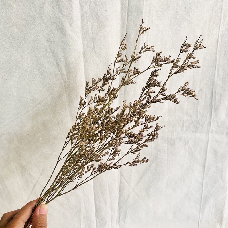 Jual Caspea Dried Flower / preserved flower / Bunga caspea kering ...