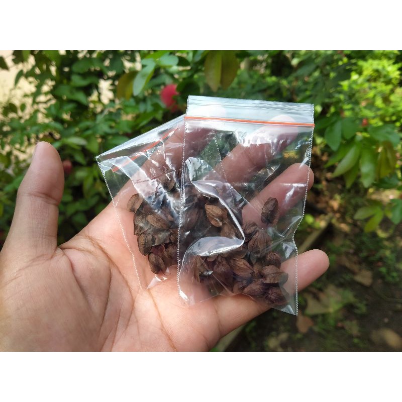 Jual Biji bunga air mata pengantin 25 biji | Shopee Indonesia