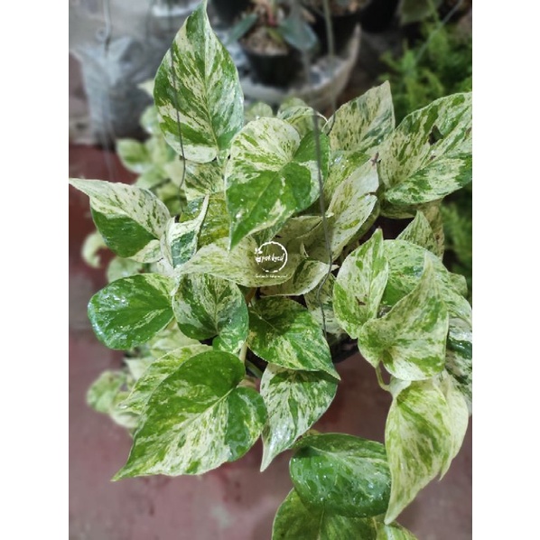 Jual Sirih Gading Marble / Epipremnum Marble Queen | Shopee Indonesia