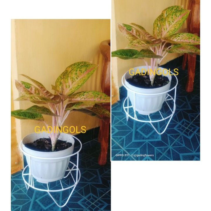 Jual Standing pot bunga besi rak pot bunga besi rak tabung gas 3 kg ...