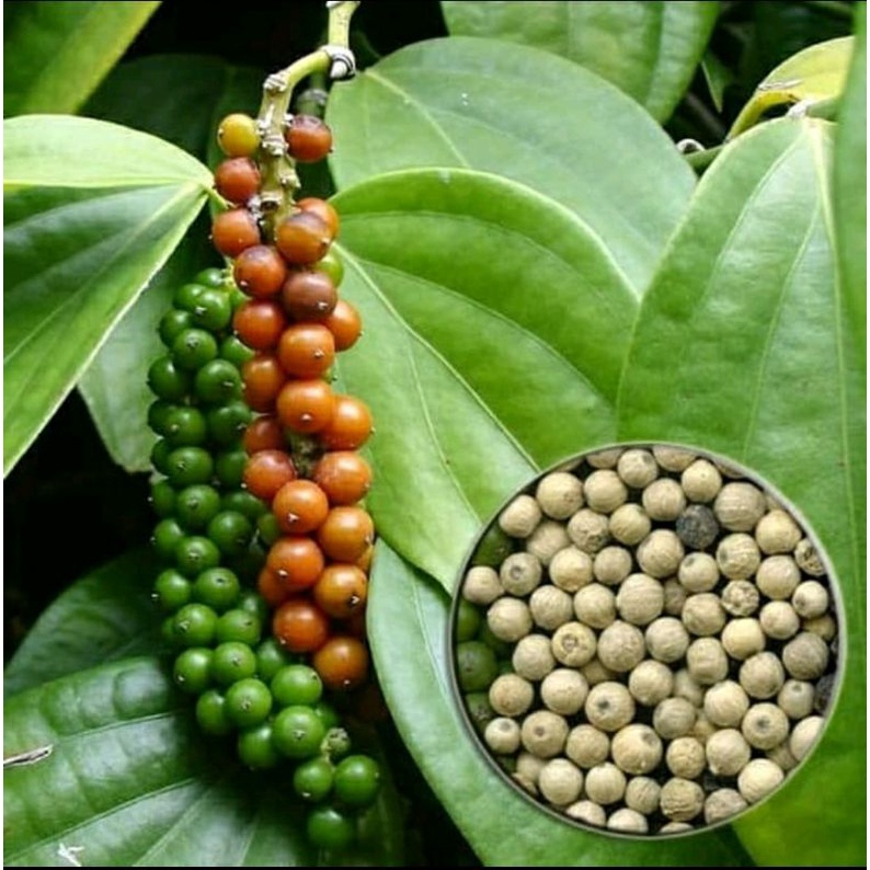 Jual Bibit Hidup Pohon Merica | lada putih | Shopee Indonesia