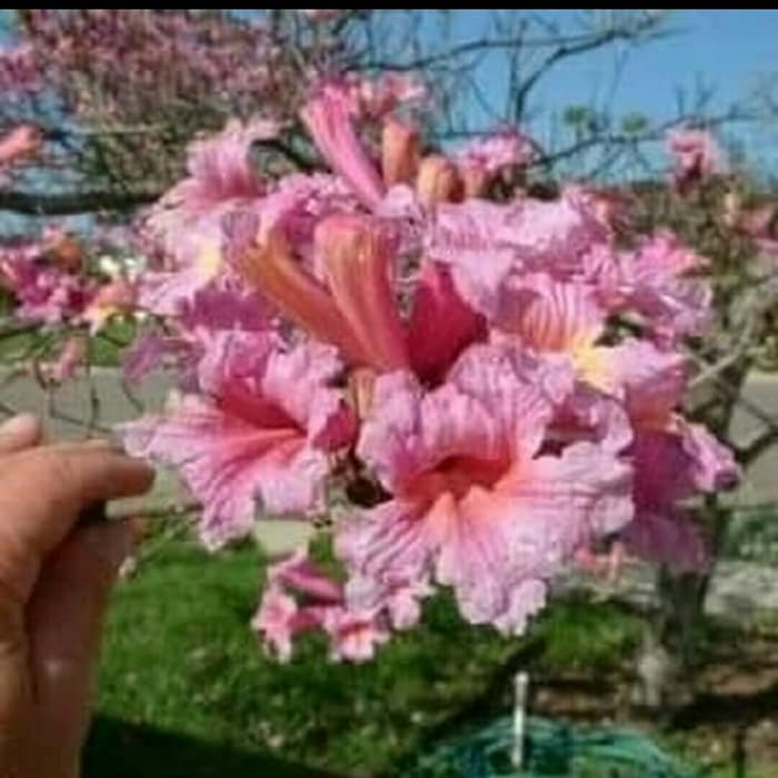 Jual Bibit tanaman pohon tabebuya bunga pink tinggi 2 meter - pohon ...