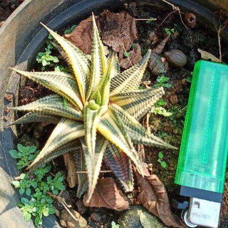 Jual Haworthia Limifolia Variegata | Shopee Indonesia