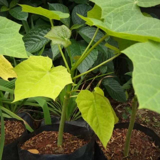 Jual Pohon jarak pagar tanaman herbal pohon jarak | Shopee Indonesia
