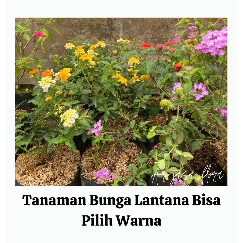 Jual Tanaman Hias Lantana Kondisi Berbunga Ecer/ Tanaman Hias Lantana ...
