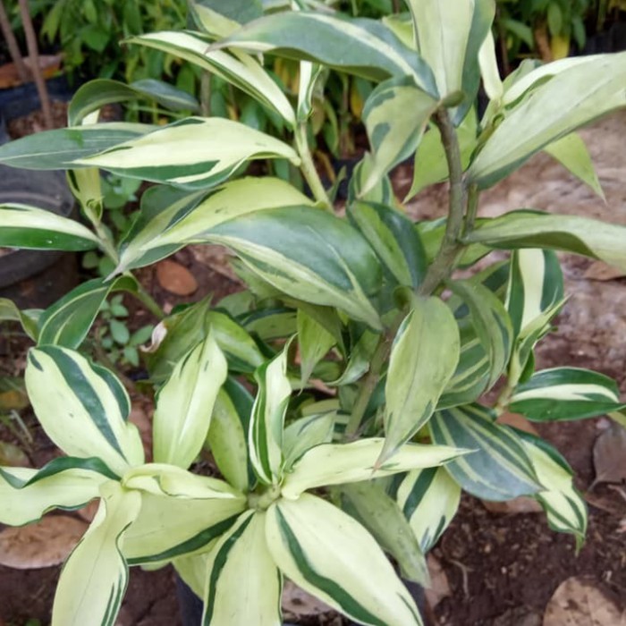 Jual tanaman hias bunga pacing pentul varigata | Shopee Indonesia