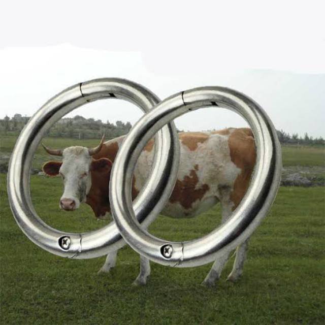 Jual CINCIN RING HIDUNG SAPI LEMBU KERBAU COW BULL OX NOSE RING ...