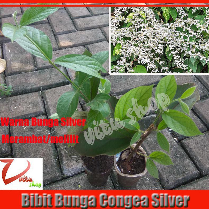Jual Vitu Shop Bibit Tanaman Pohon Bunga Congea Warna Bunga Silver Lt0 ...