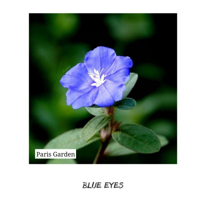 Jual TANAMAN BUNGA BLUE EYES BUNGA NEMOPHILA - BIBIT BUNGA BABY BLUE ...