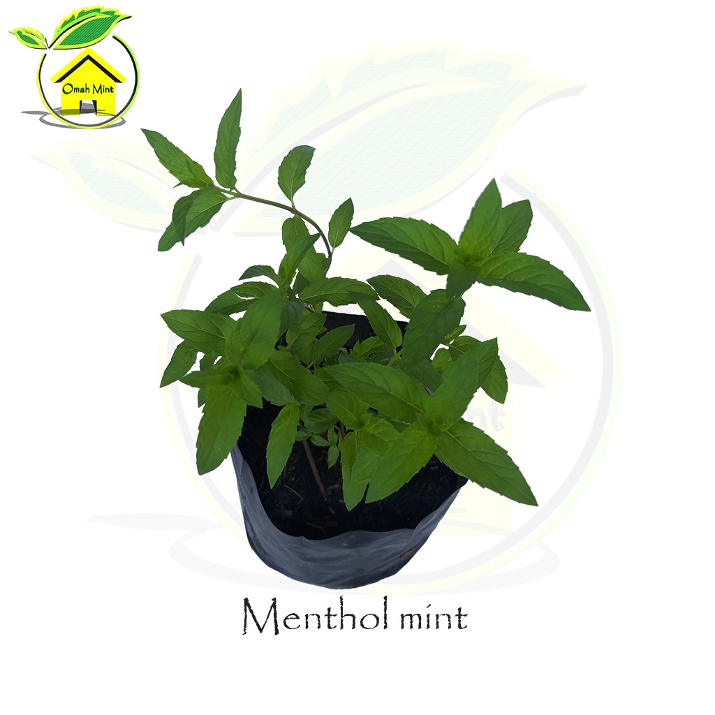 Jual Bibit Tanaman Mint / Tanaman Daun Mint - Bibit Herbal Mentol mint ...