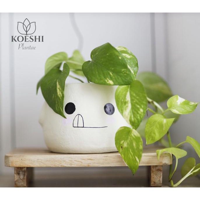 Jual POT TANAMAN LUCU EMOJI - CHEEKY | Shopee Indonesia