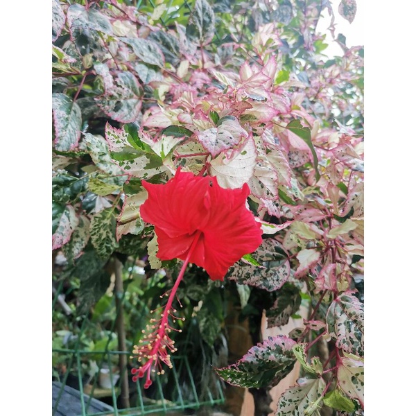Jual Tanaman hias wera variegata / kembang sepatu merah varigata ...