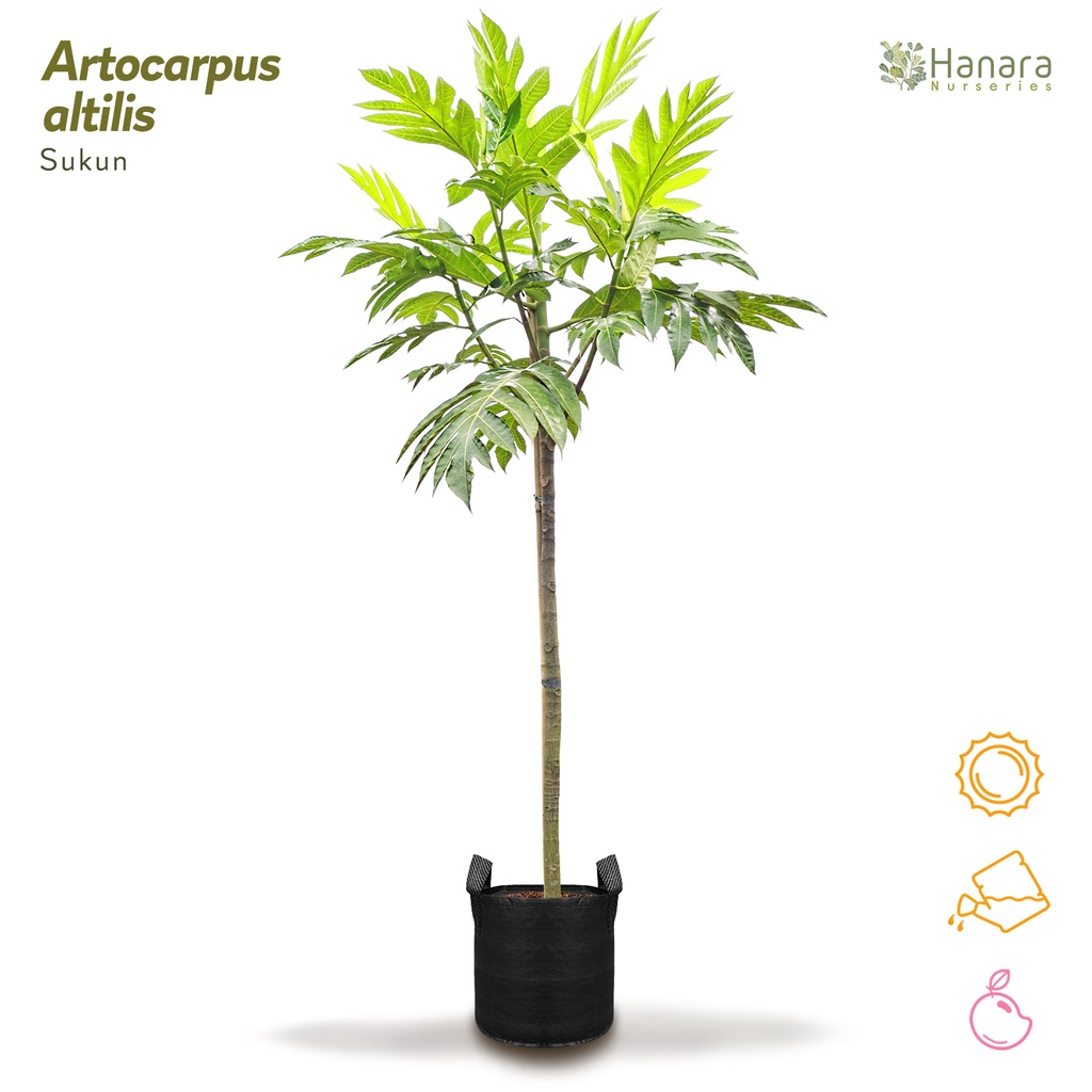 Jual Artocarpus altilis - Sukun - pohon instan/instant tree | Shopee ...