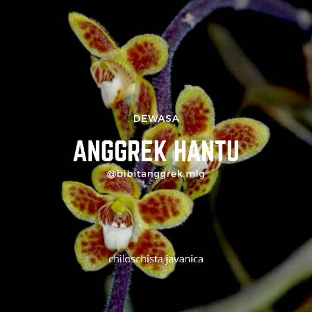 Jual Anggrek Hantu Dewasa (chiloschista javanica - taeniophyllum sp ...