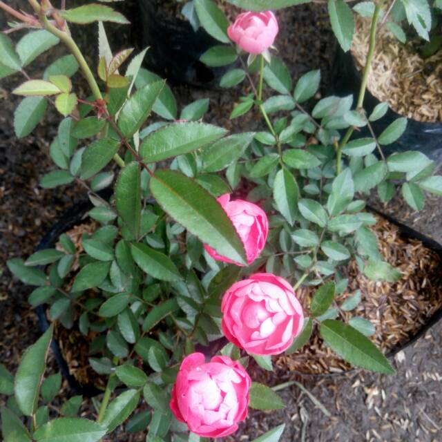 Jual Mawar telur Climbing rose | Shopee Indonesia