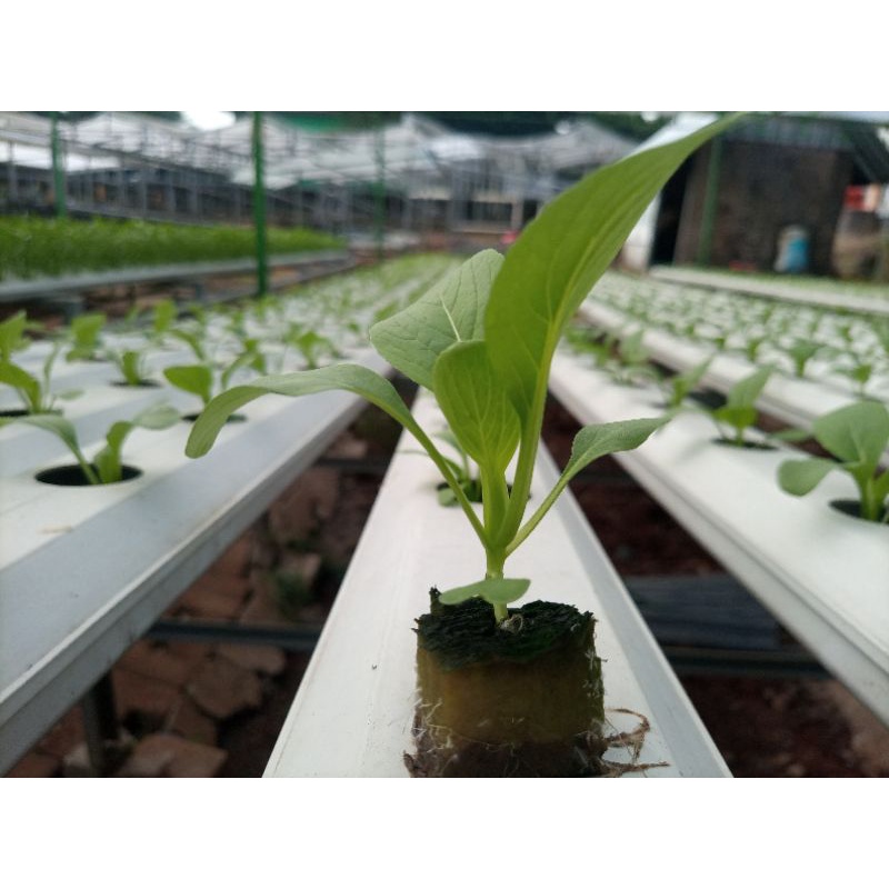 Jual BIBIT TANAMAN SAYUR SIAP TANAM | Shopee Indonesia