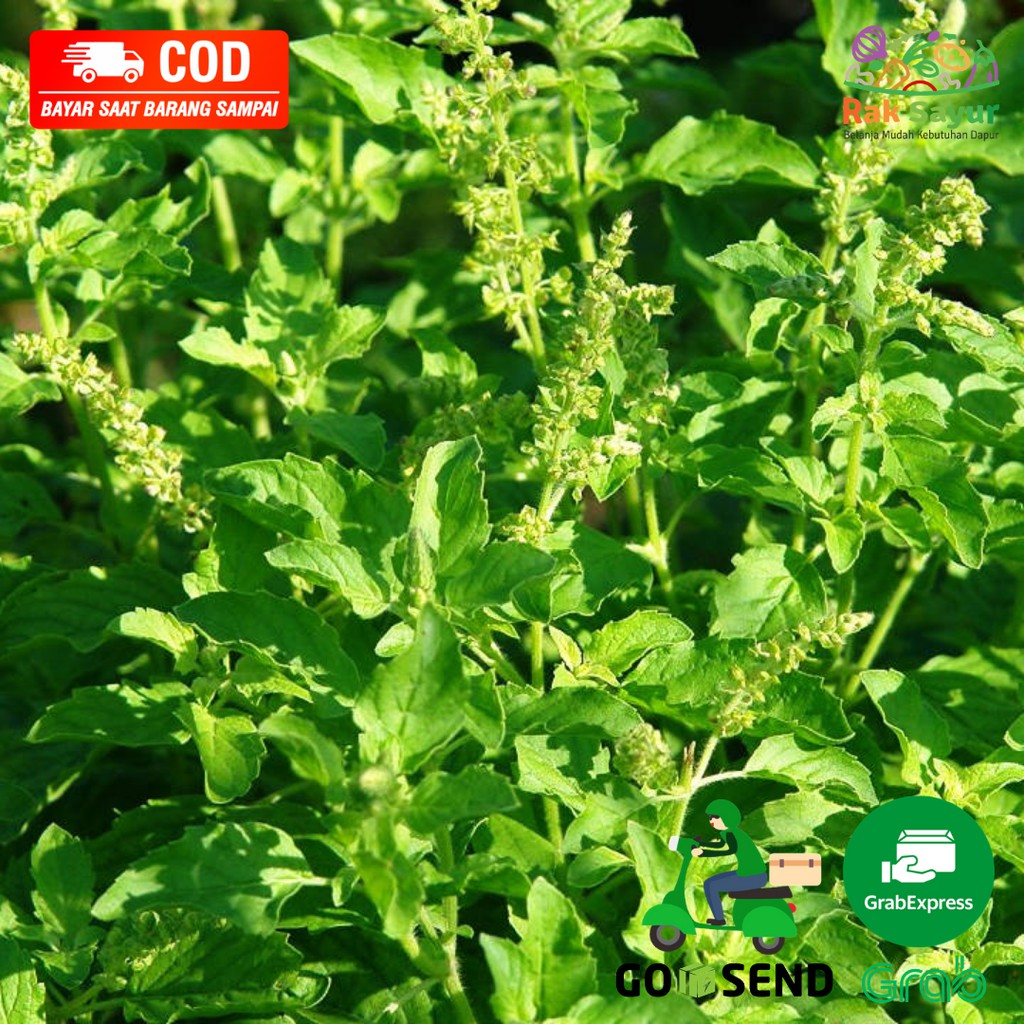 Jual Daun Ruku Ruku Fresh Per Ikat Bumbu Dapur Segar Rak Sayur Padang ...
