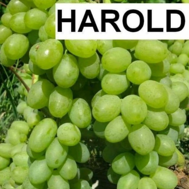 Jual Anggur import varian Harol | Shopee Indonesia