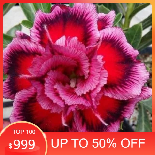 Jual Bibit Bunga Kamboja adenium bunga tumpuk ( Rare mixed ) | Shopee ...