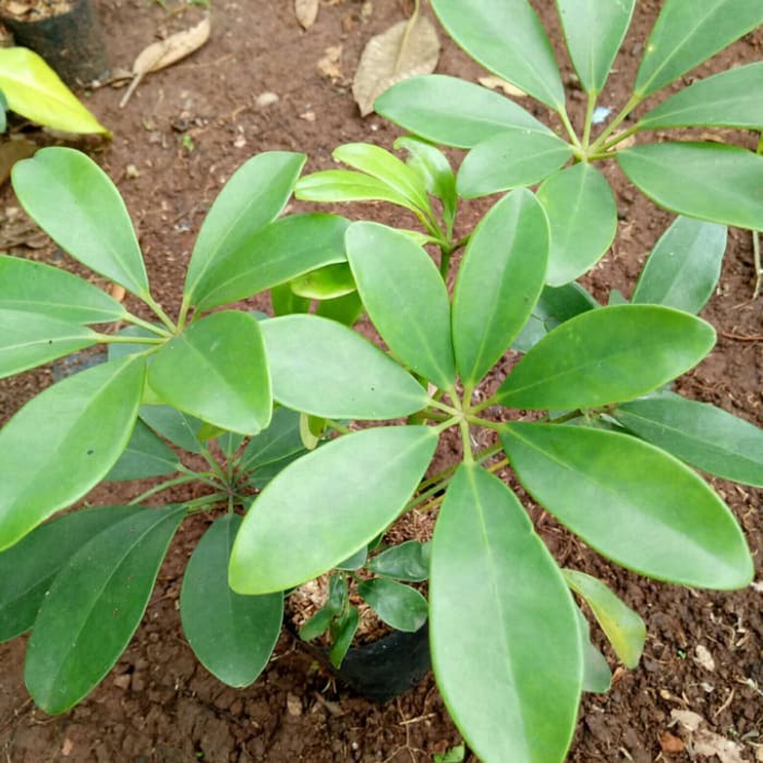 Jual tanaman hias Walisongo hijau/pohon Walisongo hijau | Shopee Indonesia