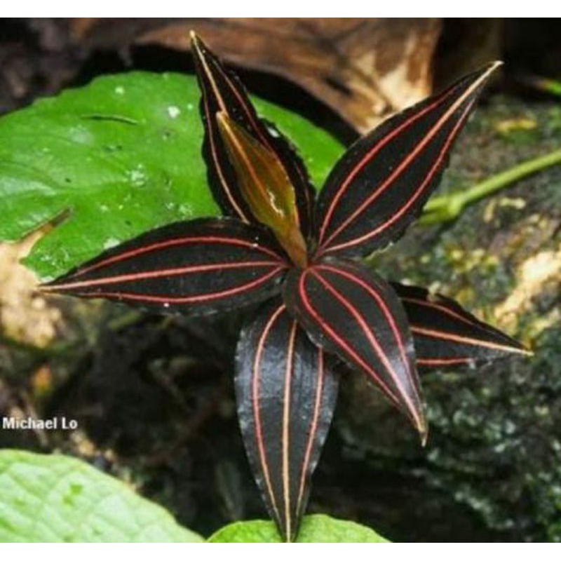 Jual LUDOCHILUS SEA TURTLE (jawel orchid) | Shopee Indonesia