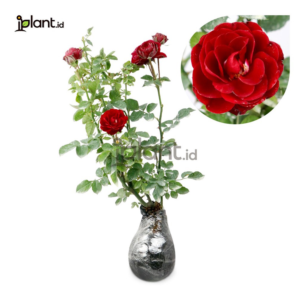 Jual Tanaman Bunga Mawar Jepang Merah | Shopee Indonesia