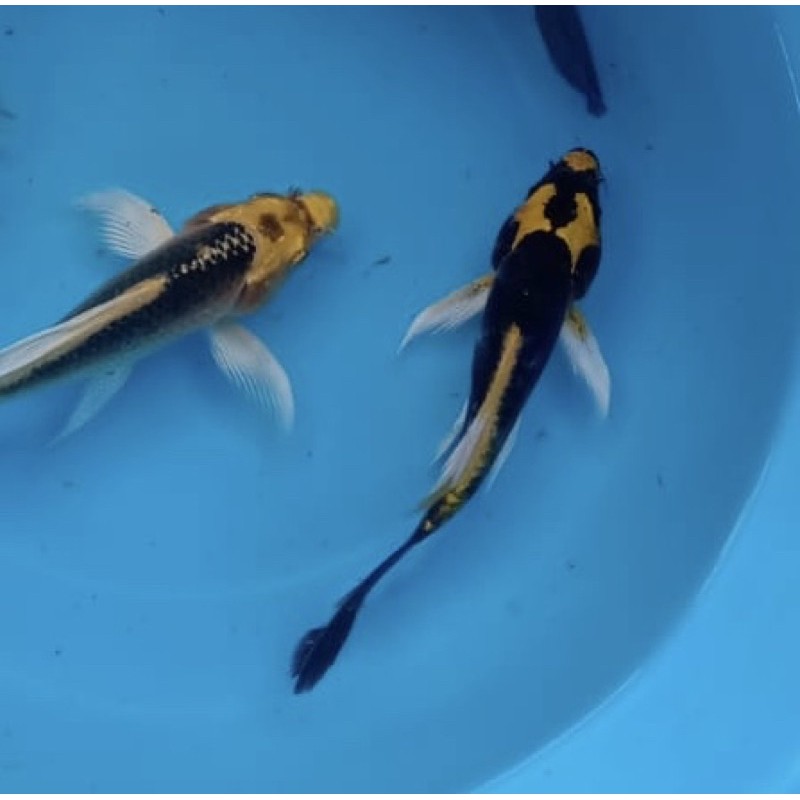 Jual Ikan koi kin kabuto - ikan hias - ikan koi | Shopee Indonesia