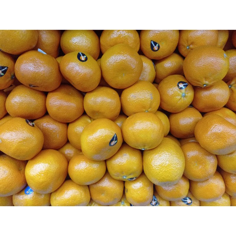 Jual Jeruk Clement gold Seedlees 1 kg | Shopee Indonesia