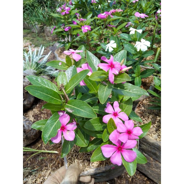 Jual Bunga vinca pink / binca tapak dara | Shopee Indonesia
