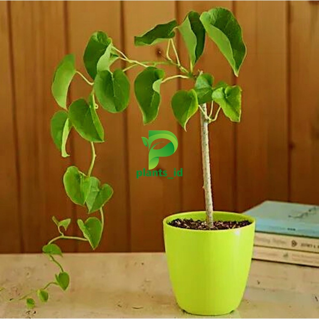 Jual Bibit bratrawali atau patrawali brotowali brotowali, patrawali ...