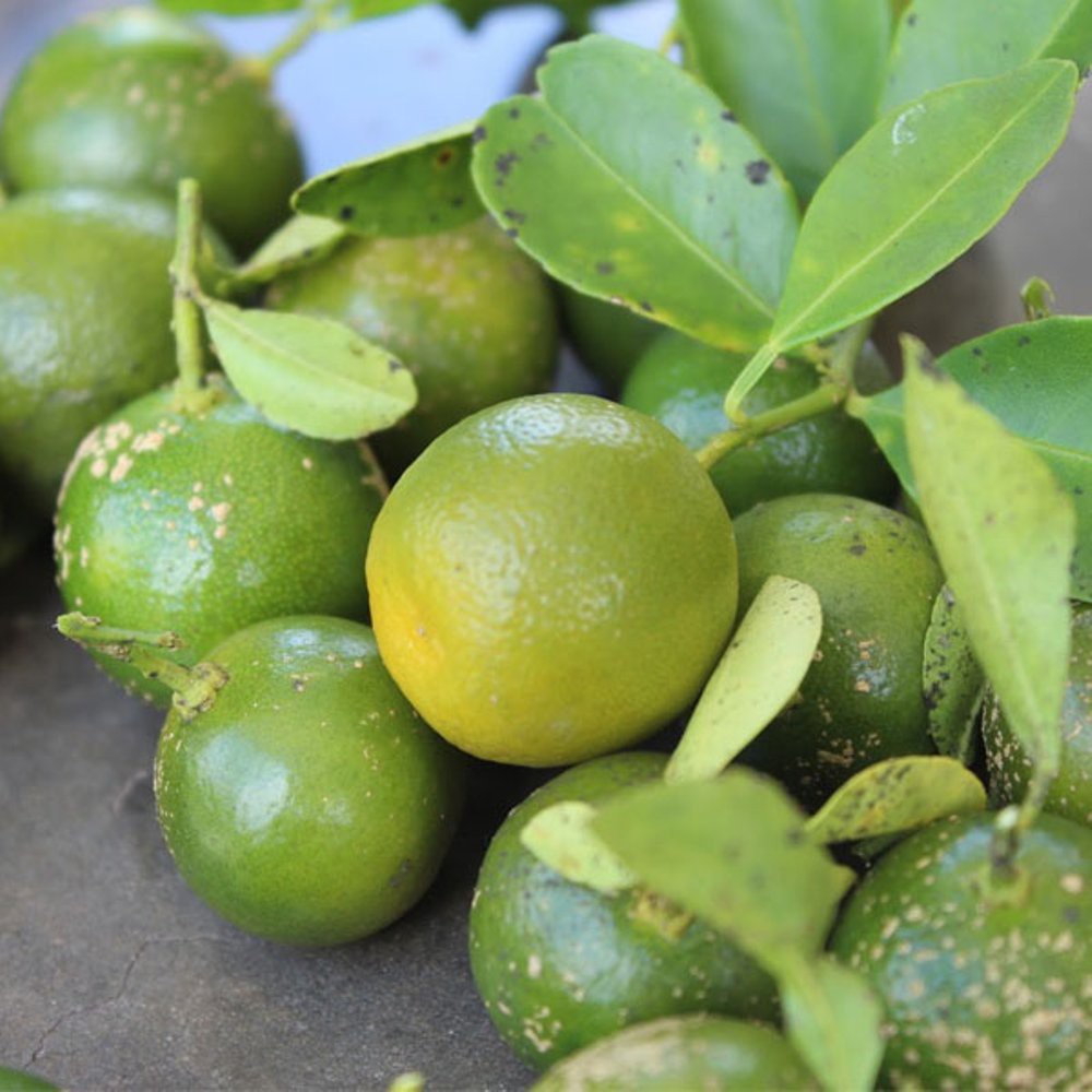 Jual Bibit Tanaman Buah Jeruk Kunci | Shopee Indonesia