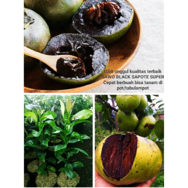 Jual bibit premium super unggul genjah sawo black sapote manis enak ...